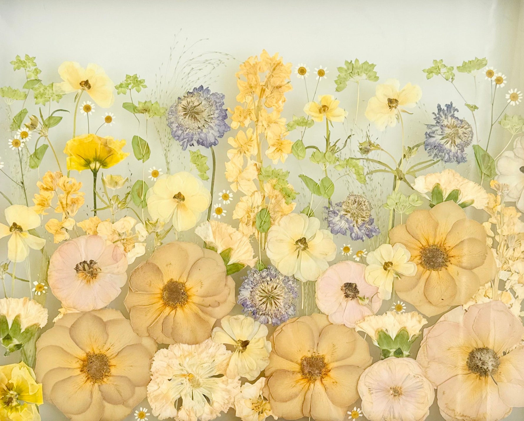 Status – Peachy Petals
